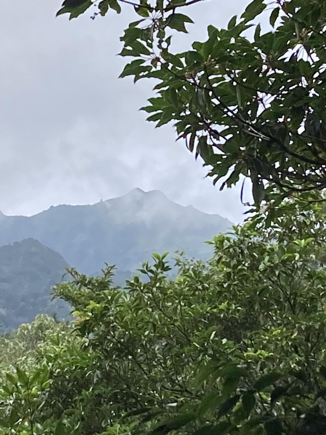 縄文杉を見に延々と / cozy284さんの屋久島・宮之浦岳の活動データ | YAMAP / ヤマップ