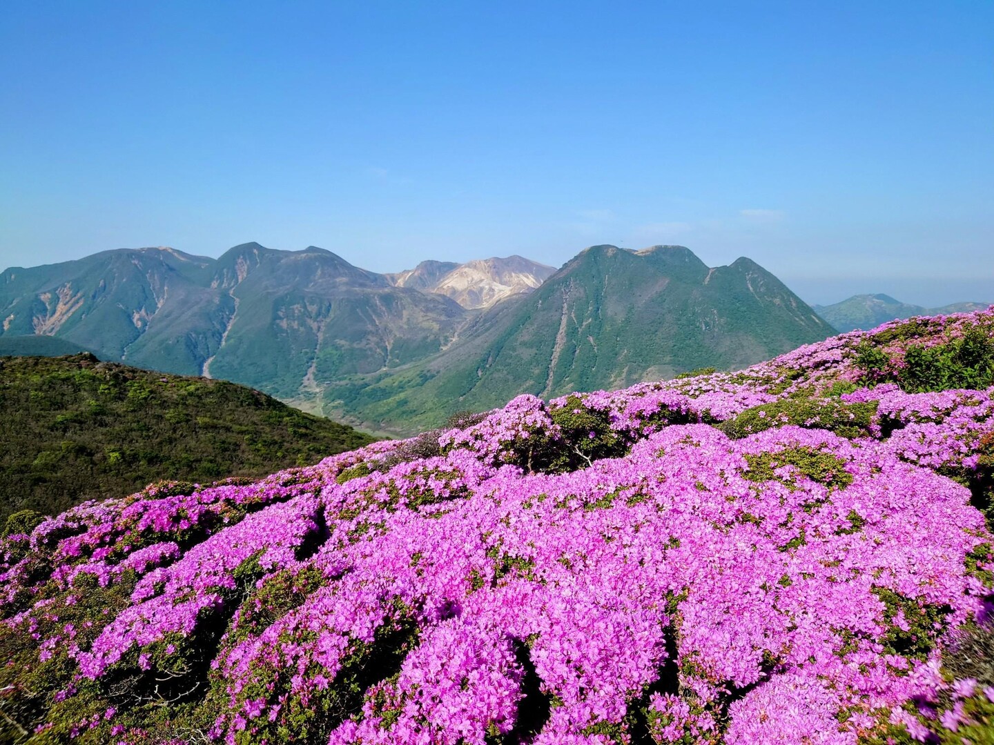 くじゅう連山🎶ミヤマキリシマ🌺🌺🌺全員集合👣 / SHIROさんの九重山（久住山）・大船山・星生山の活動データ | YAMAP / ヤマップ