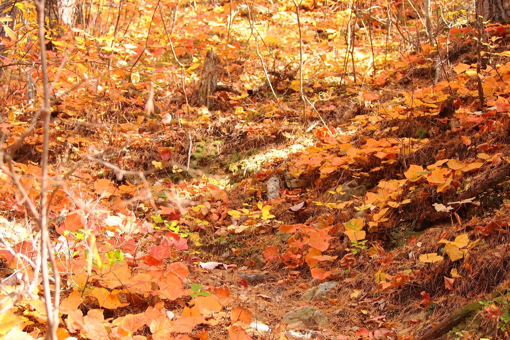 赤平・霞露ヶ岳-2023-11-24 / aiさんの霞露ヶ岳・船越半島の活動データ | YAMAP / ヤマップ