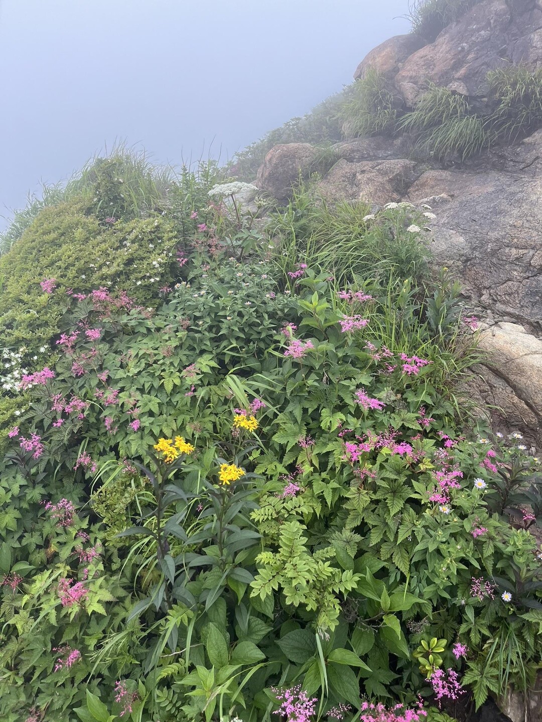 熊穴沢ノ頭・谷川岳（トマの耳）・谷川岳（オキノ耳） / toshioさんの谷川岳・七ツ小屋山・大源太山の活動データ | YAMAP / ヤマップ