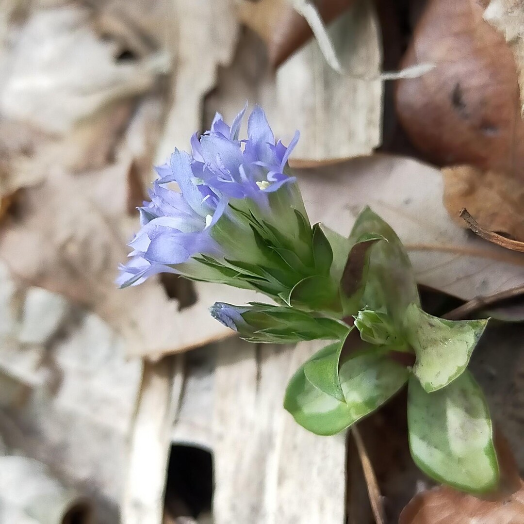 ゆっくりハイク米太平山（種活沢山） / jtyhじじさんの新庄市の活動データ | YAMAP / ヤマップ