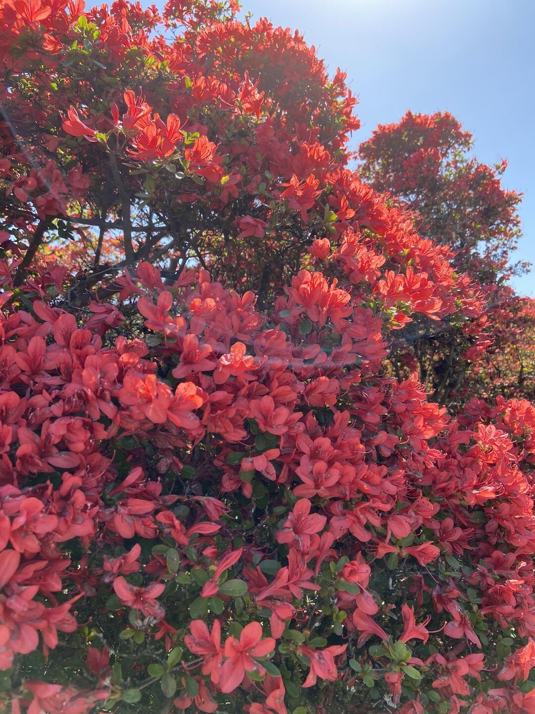 長岡天満宮にキリシマツツジを見に行きまし... / みかりんさんのモーメント | YAMAP / ヤマップ