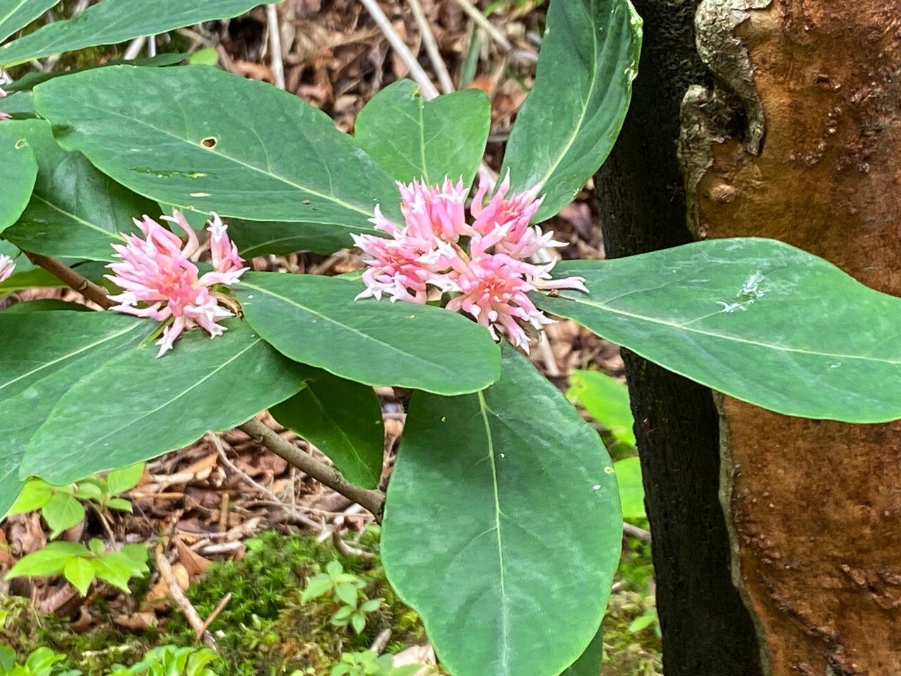 鉾岳 ︎ここだけに咲く花に逢いに ️ / AnKemiさんの鉾岳・鬼の目山の活動データ | YAMAP / ヤマップ