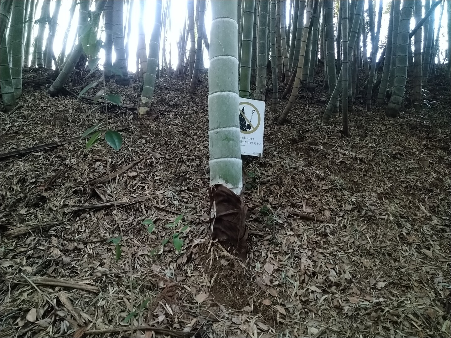 この季節にも皮がしっかりついてる竹がある... / takeriさんのモーメント | YAMAP / ヤマップ