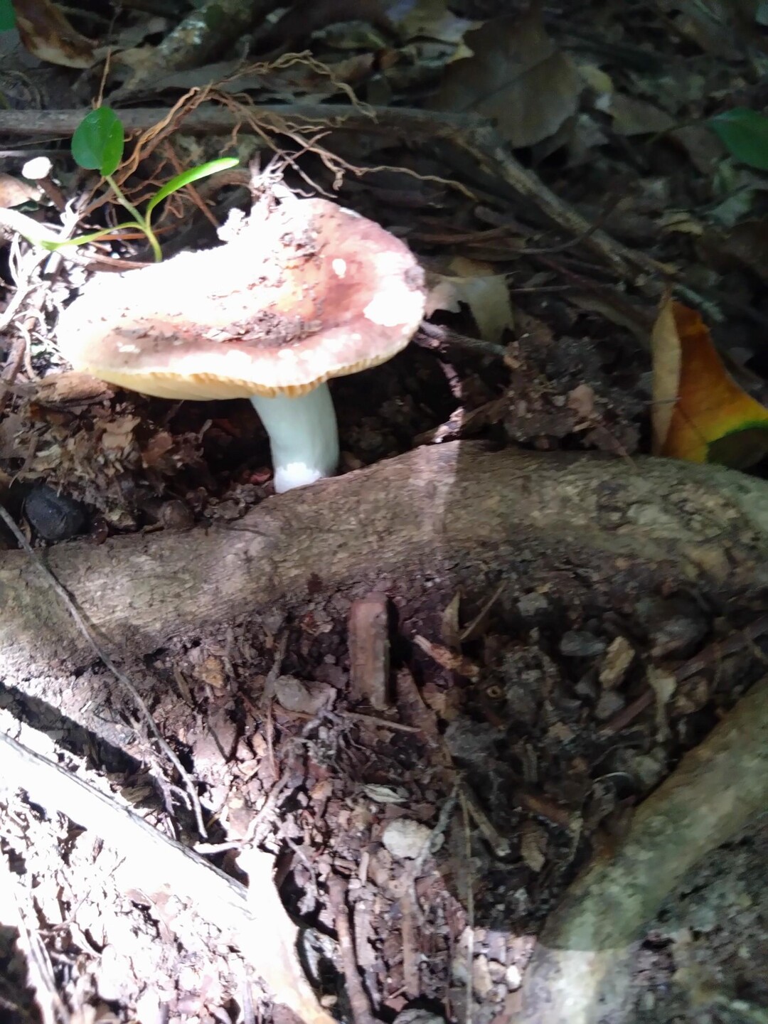 いっぷく望 猪群山-2024-07-06 / topperさんの猪群山の活動データ | YAMAP / ヤマップ