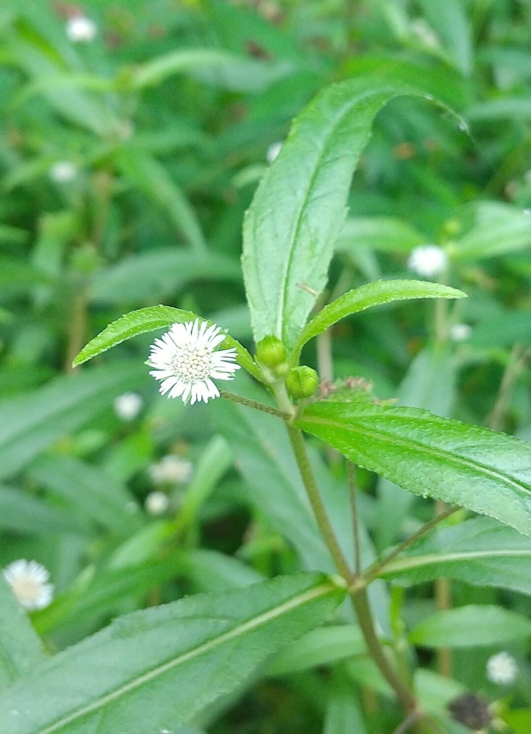 タカサブロウ(高三郎) / トニーさんのモーメント | YAMAP / ヤマップ