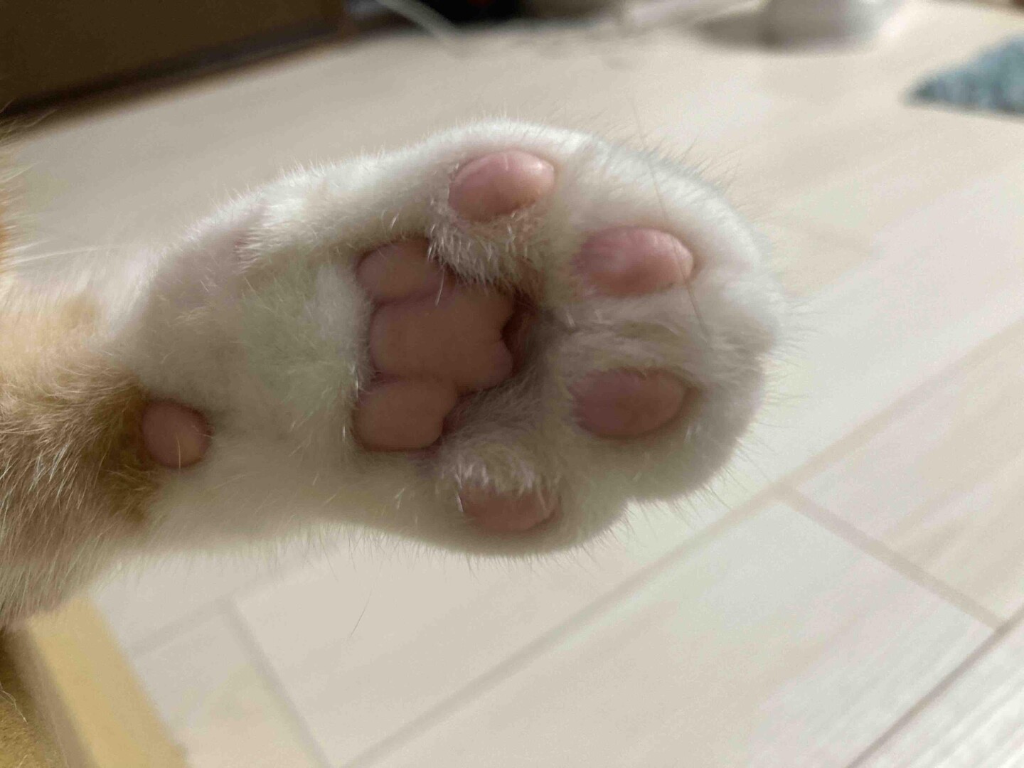 N-CMPのページ | YAMAP / ヤマップ