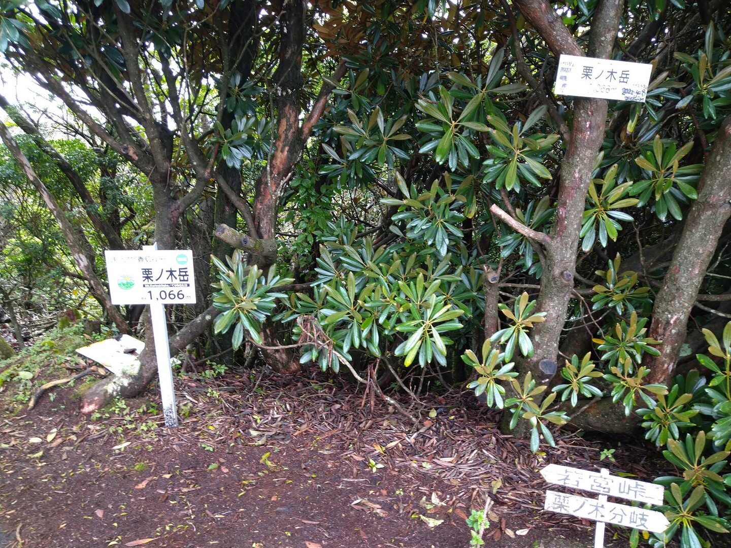 栗ノ木岳から三峰山 / MACさんの三峰山・学能堂山・栗ノ木岳の活動データ | YAMAP / ヤマップ