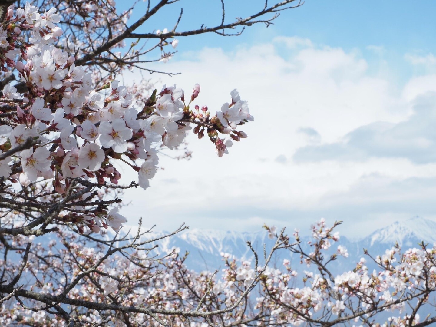 光城山🌸 / wak-kunさんの光城山・長峰山の活動データ | YAMAP / ヤマップ