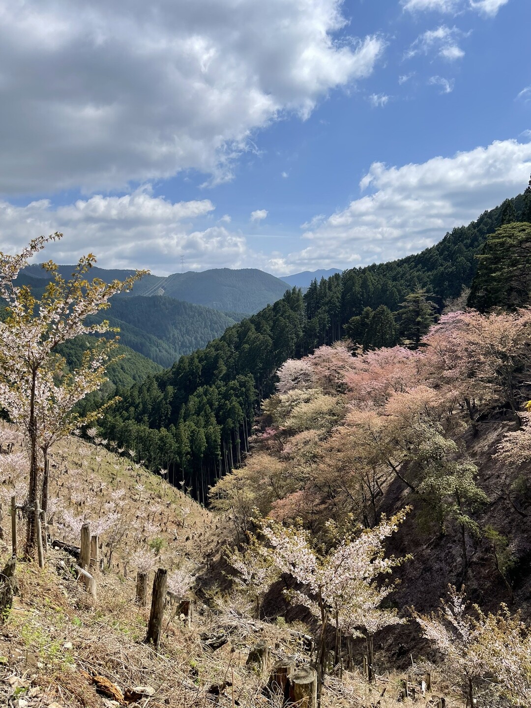 吉野山再び / kozyさんの吉野山・青根ヶ峰・百貝岳の活動データ | YAMAP / ヤマップ