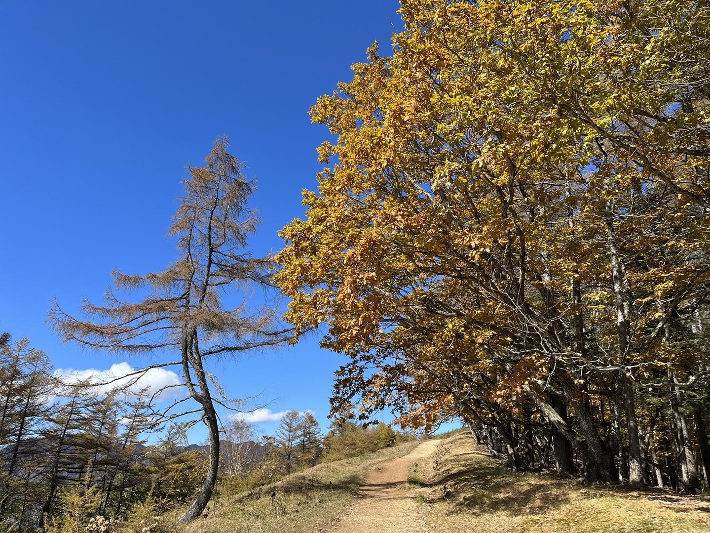 雲取山 / aiさんの雲取山・鷹ノ巣山・七ツ石山の活動データ | YAMAP / ヤマップ