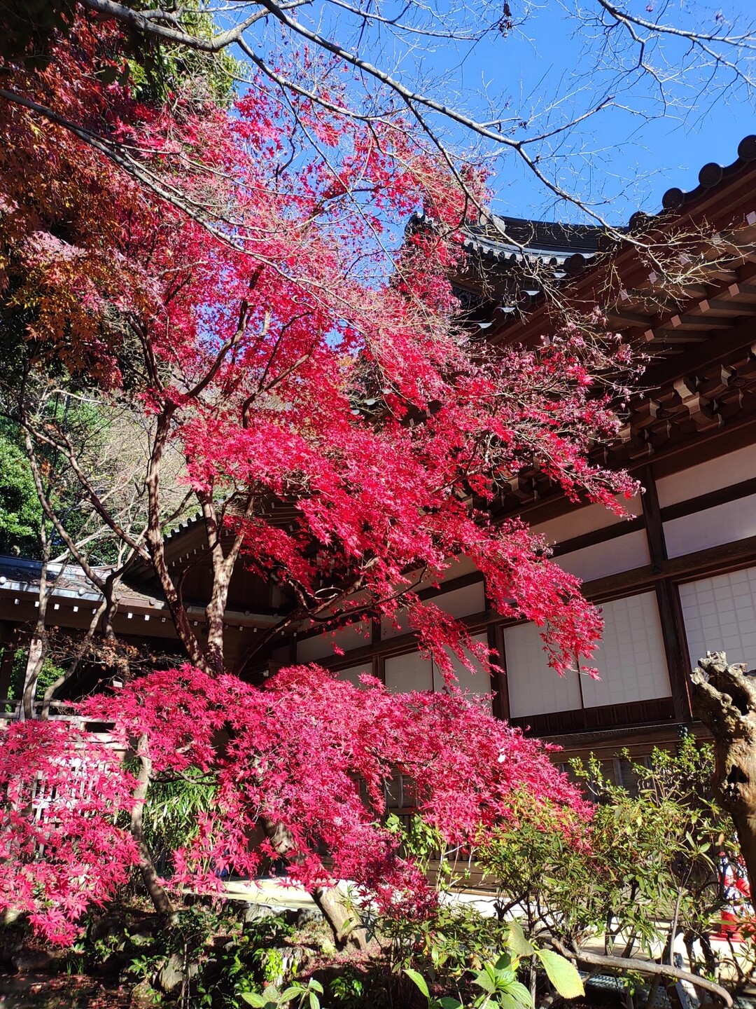 深大寺でお散歩 真っ赤な紅葉がきれいでし... / そらさんのモーメント | YAMAP / ヤマップ