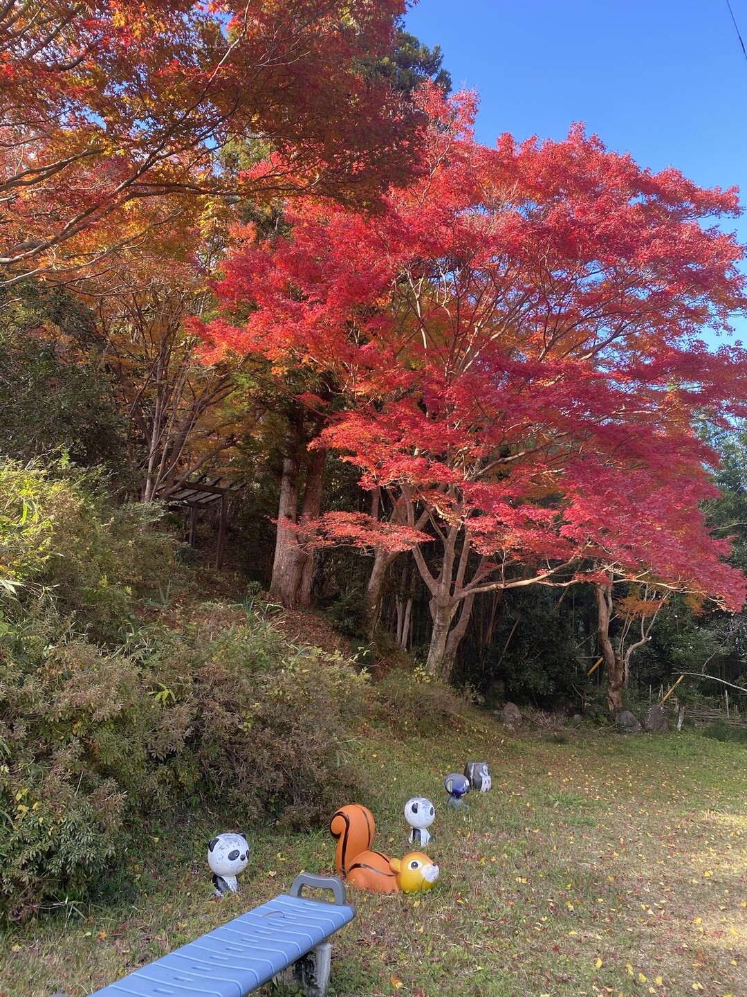 井伊公園 以外にも紅葉綺麗やった👍 / ジェニファーさんのモーメント | YAMAP / ヤマップ