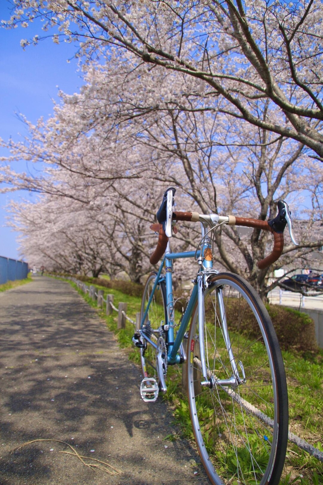 武庫川 桜ポタリング🚲 / kazu51さんのモーメント | YAMAP / ヤマップ