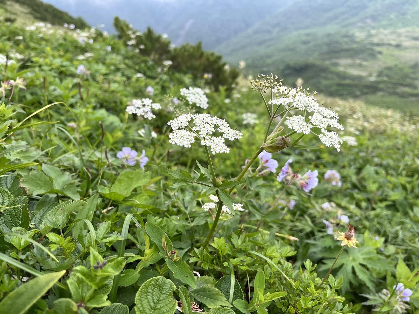 幌尻岳 / KARINさんの幌尻岳・戸蔦別岳・伏美岳の活動日記 | YAMAP / ヤマップ