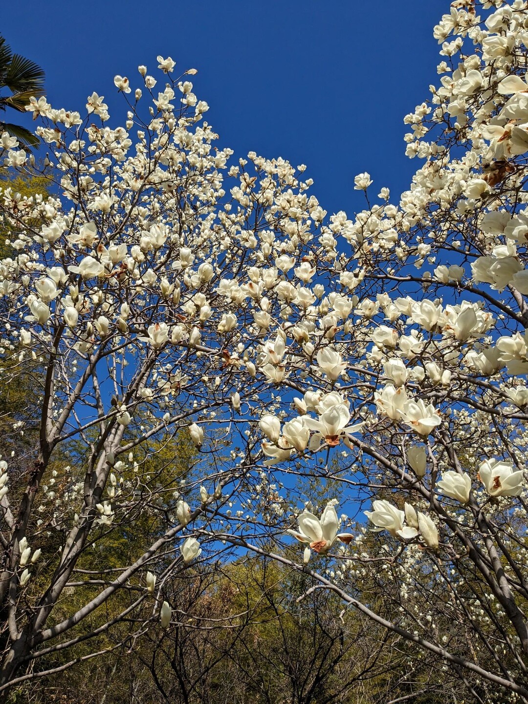 茶臼山 / Ichi ro さんの賤機山の活動データ | YAMAP / ヤマップ
