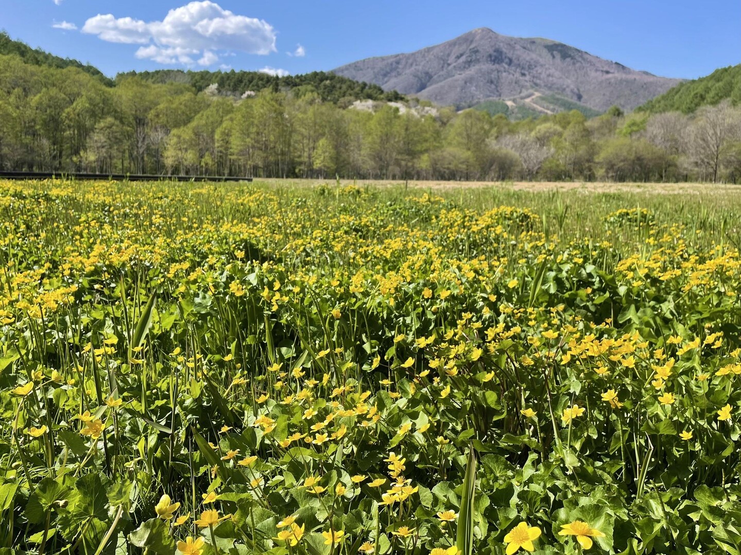 飯縄山（飯綱山） / Yossyさんの飯縄山の活動データ | YAMAP / ヤマップ