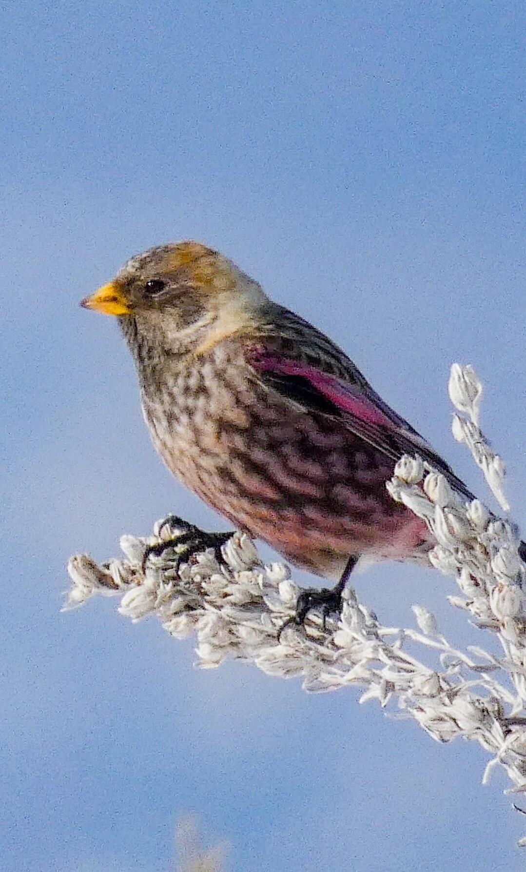 2023.3.5 ハギマシコ🐦️ こん... / まーくんさんのモーメント | YAMAP / ヤマップ