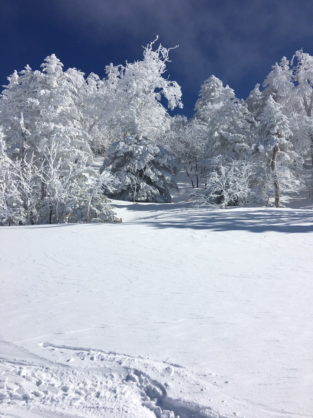 岩菅山・寺小屋峰-2020-03-06 / Richさんの岩菅山・寺小屋峰の活動データ | YAMAP / ヤマップ