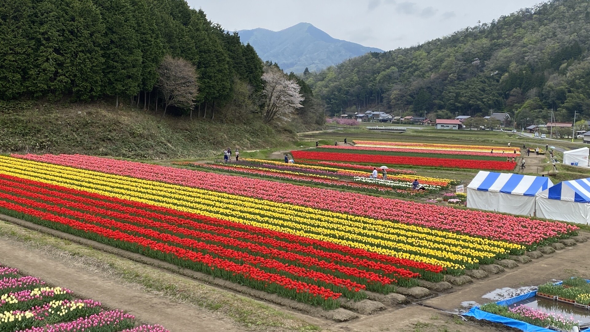 但東町チューリップまつり😊 / S.Uさんのモーメント | YAMAP / ヤマップ