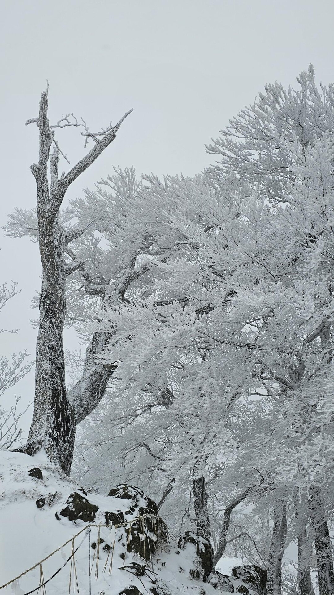 登山-2024-12-29 / bunさんの登山の活動データ | YAMAP / ヤマップ