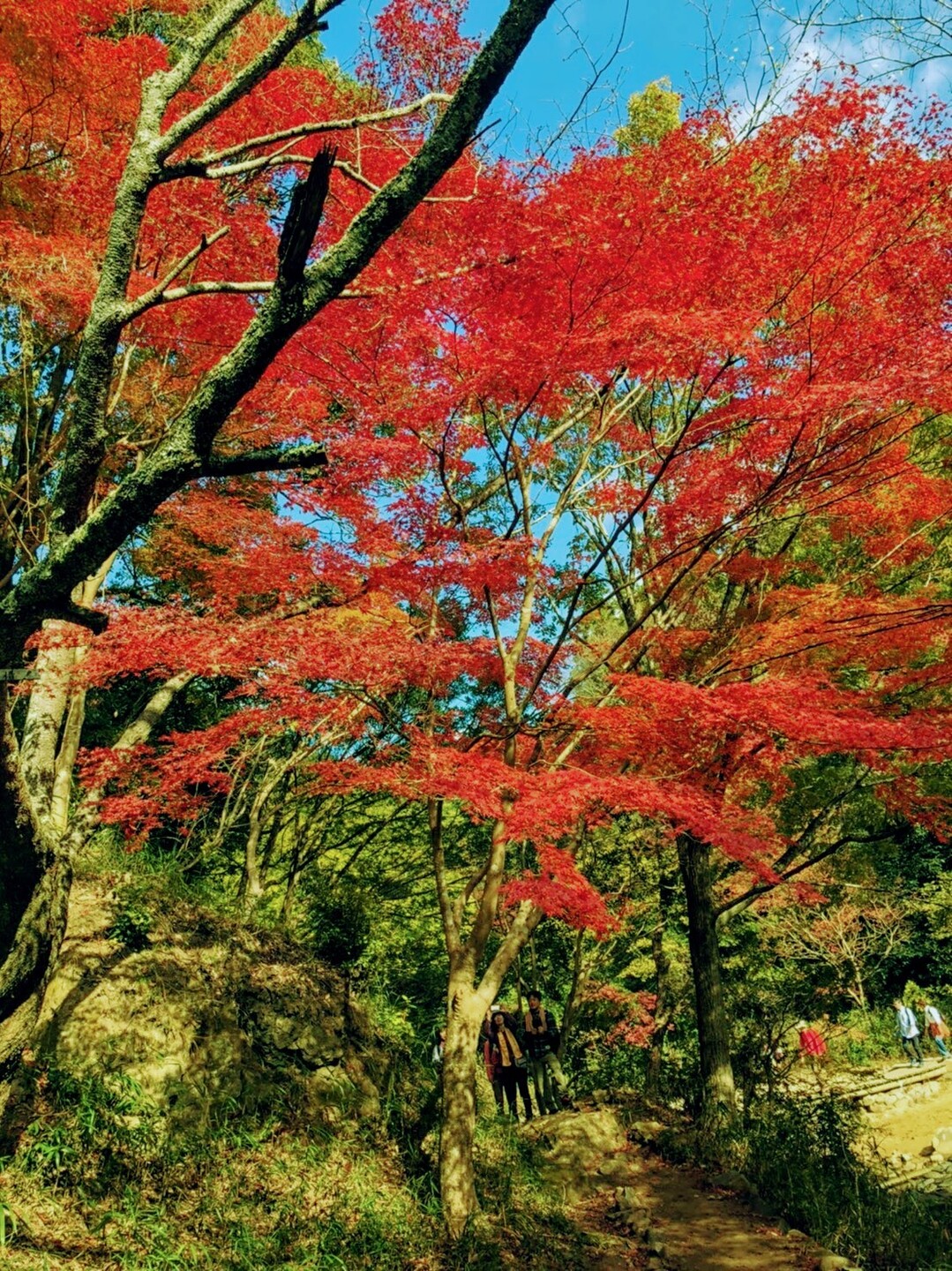 六甲全山縦走大会-2019-11-23 / 六甲山・長峰山・摩耶山の写真3枚目 | YAMAP / ヤマップ