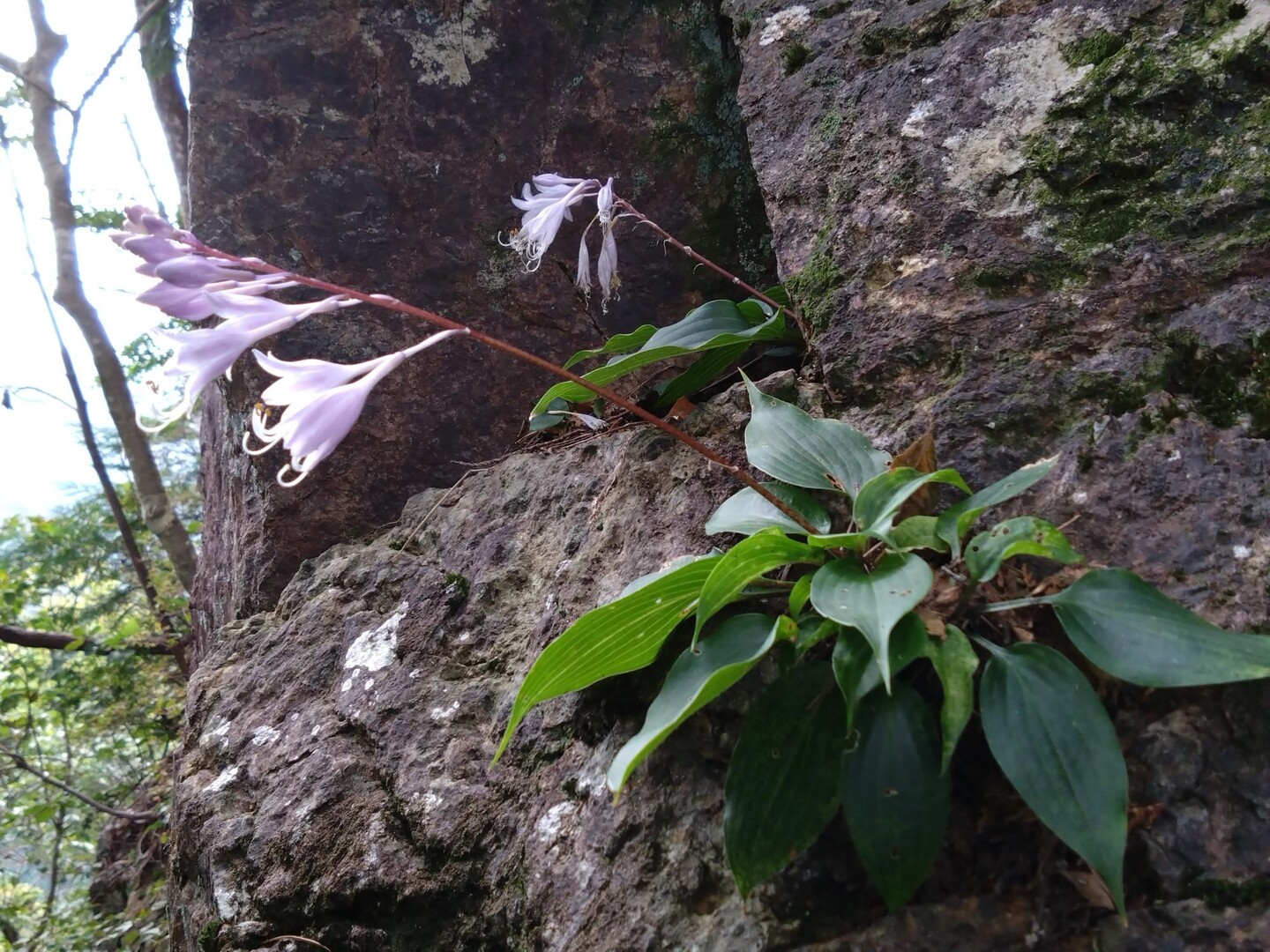 斑根石山・540P・三角山・鳥屋山 / 京極(ゴインキョ)さんの古賀志山・赤岩山・鞍掛山・男抱山・半蔵山の活動データ | YAMAP / ヤマップ