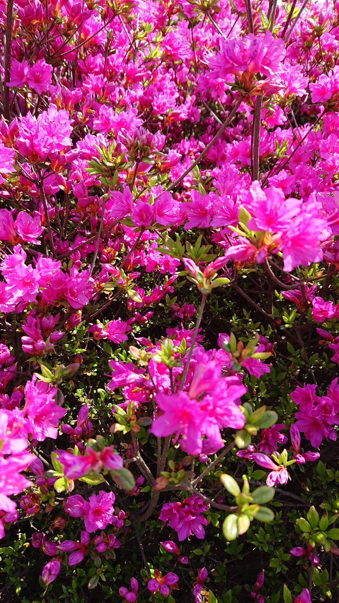 jackのページ | YAMAP / ヤマップ