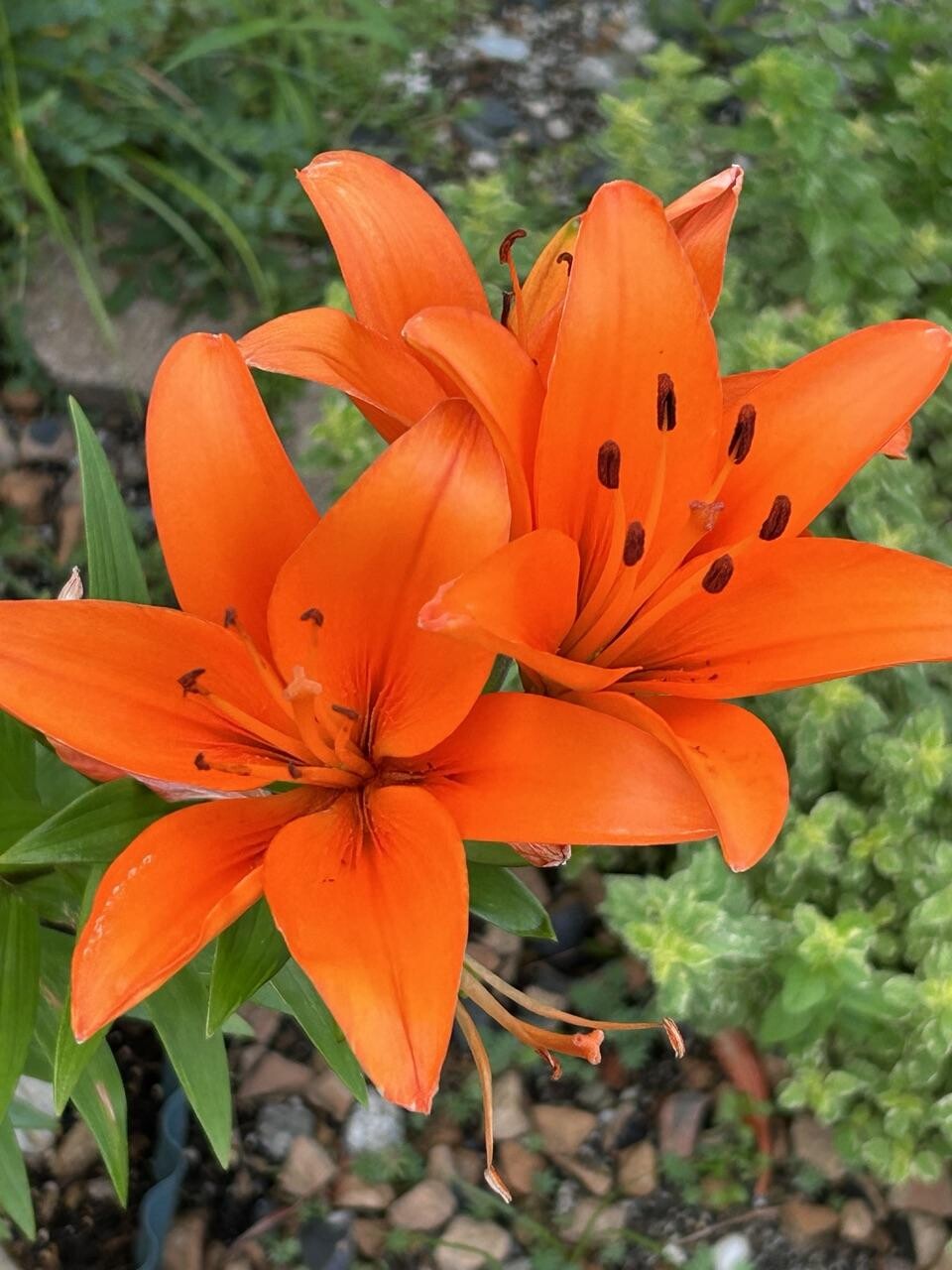 Tetsuoちゃんのページ | YAMAP / ヤマップ