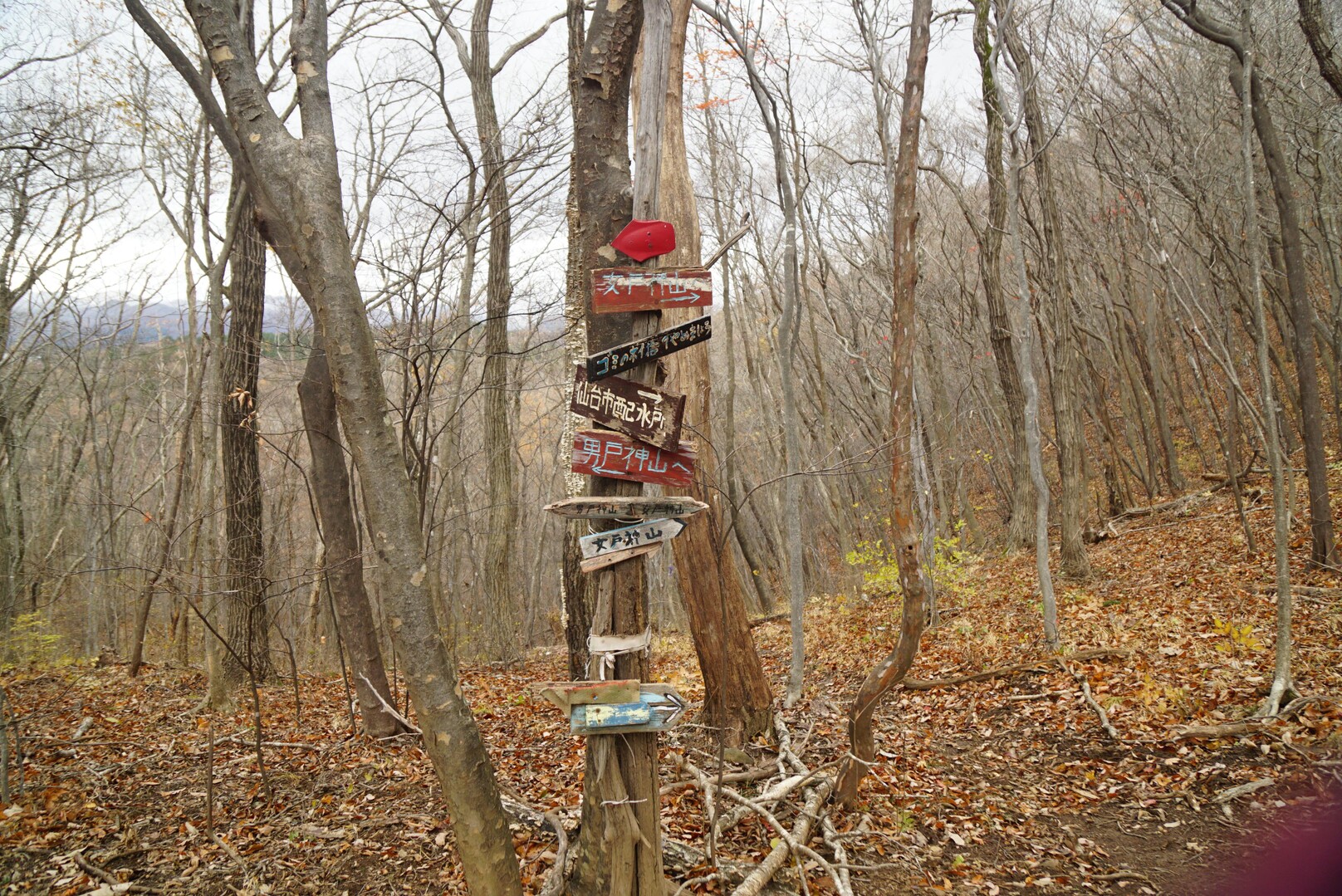 戸神山 -白沢五山を越えて- / mss53さんの白沢五山（五ツ森）の活動データ | YAMAP / ヤマップ