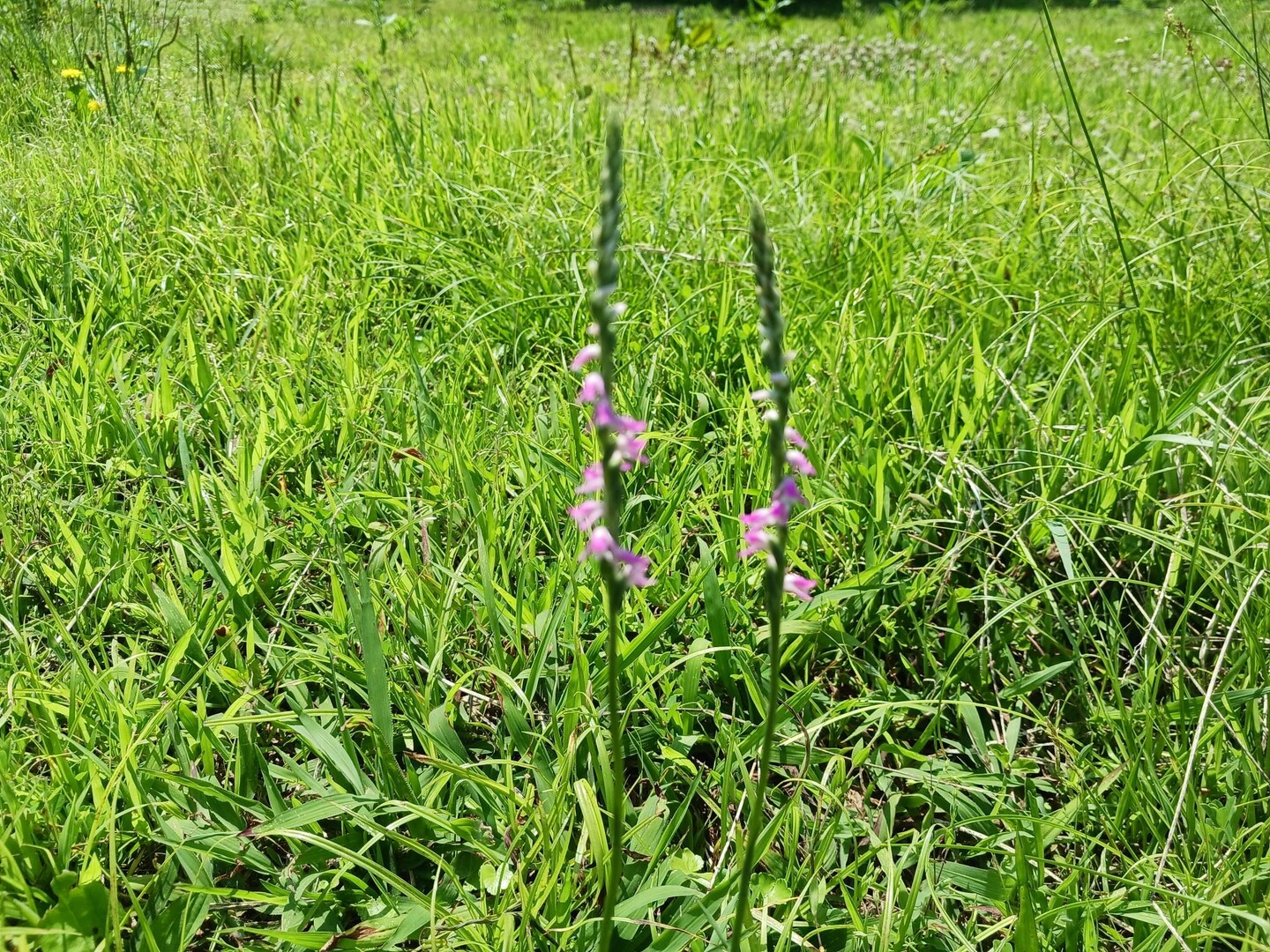 三ノ峠山 / ta-さんの朝日山の活動データ | YAMAP / ヤマップ