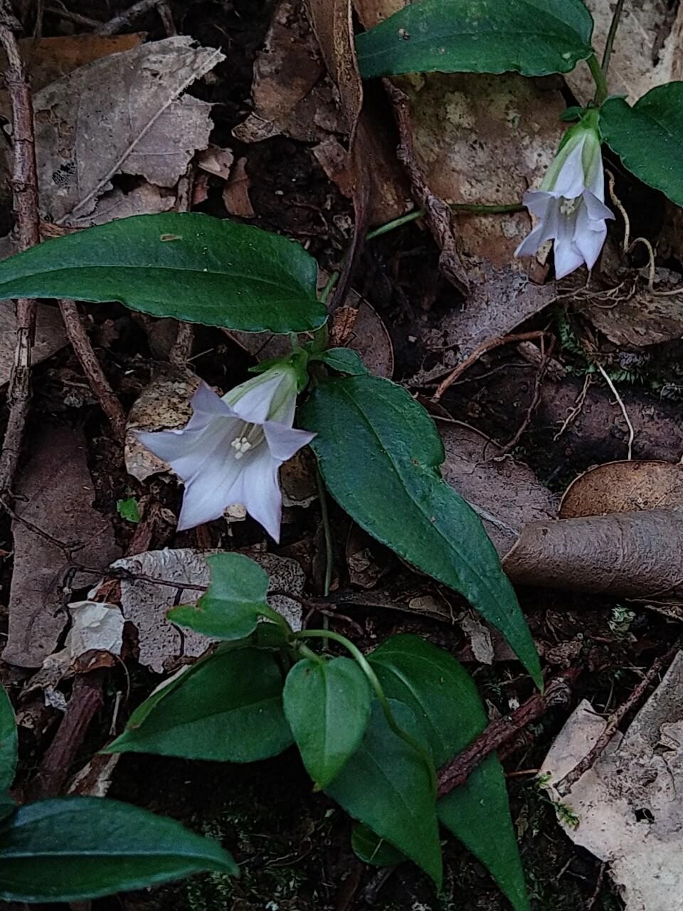 甫与志岳 R5.10.1 / ミーさんさんの甫与志岳・黒尊岳・国見山の活動日記 | YAMAP / ヤマップ