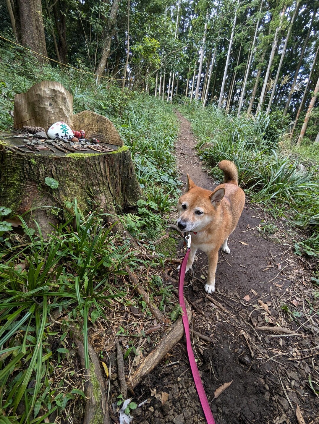 粟ヶ岳 / kmさんの粟ヶ岳の活動データ | YAMAP / ヤマップ
