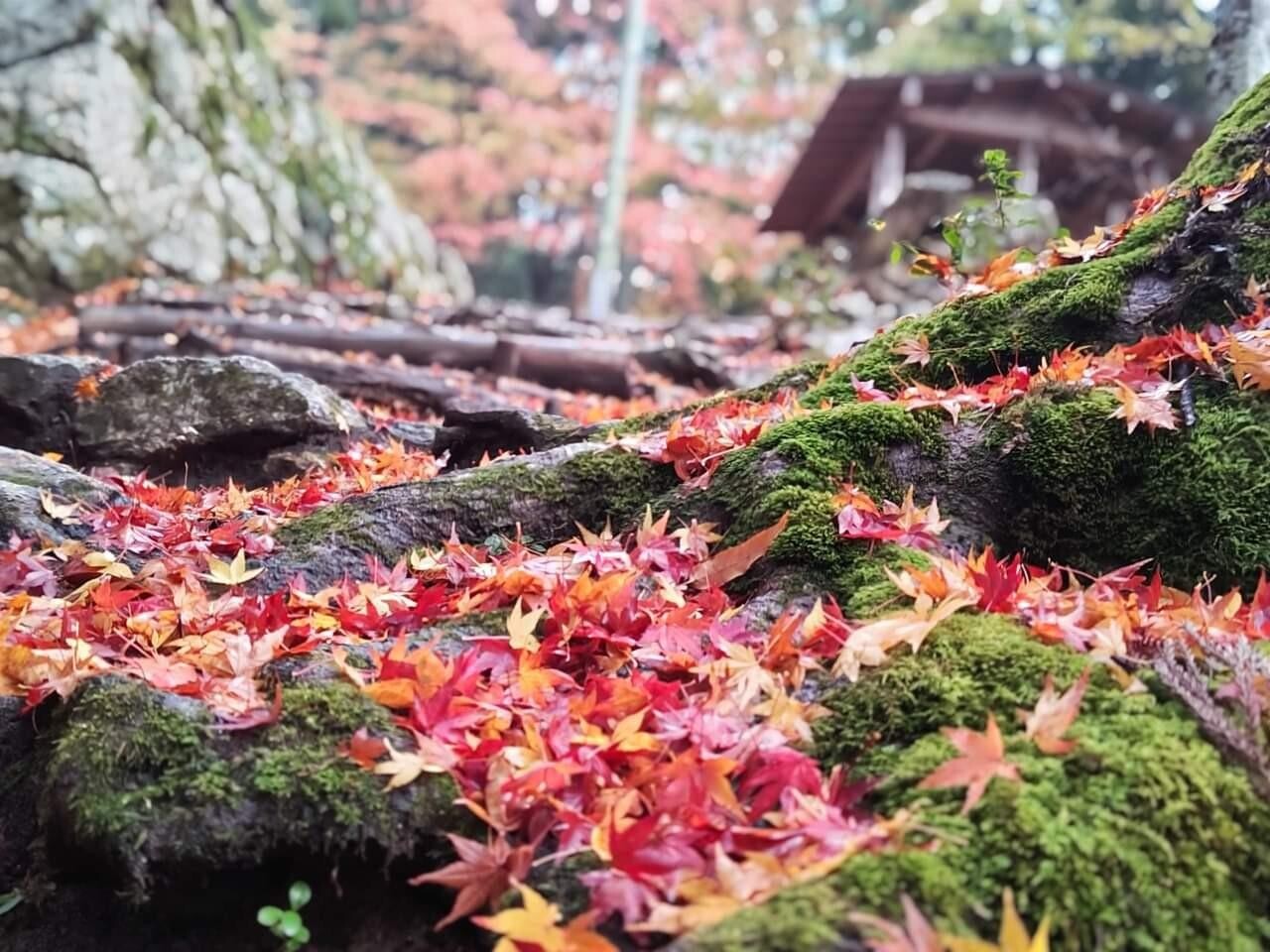🎵 東屋に敷き詰められし散り紅葉 ... / 京悟空さんのモーメント | YAMAP / ヤマップ