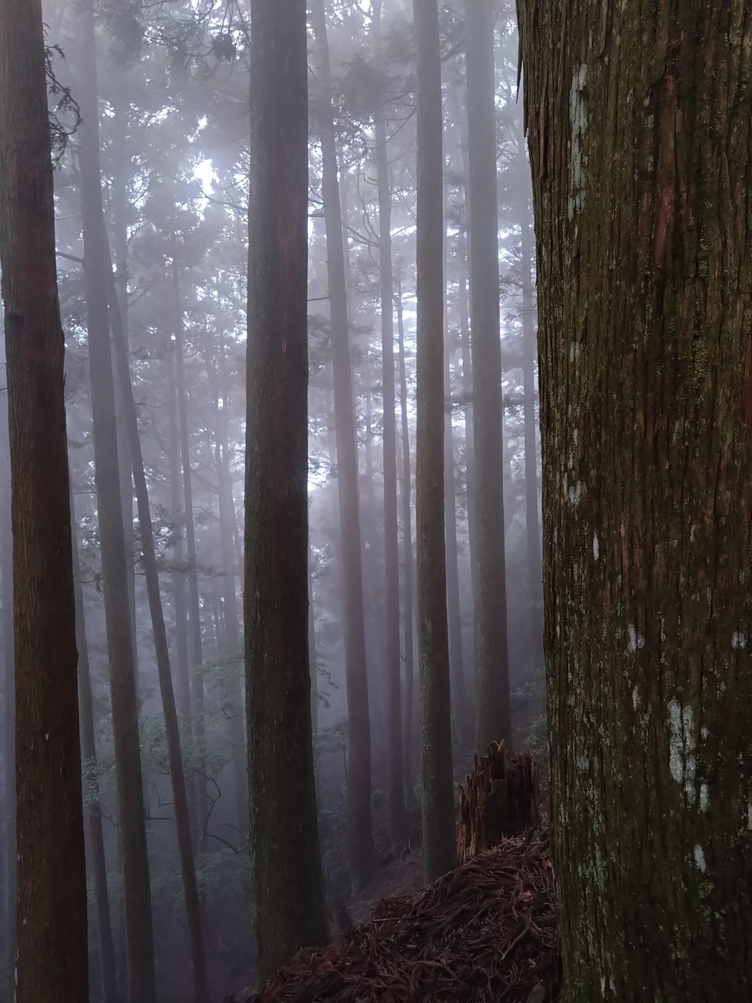 大山〜ヤビツ峠〜レストハウス丹沢MON / つちやさんの大山の活動日記 | YAMAP / ヤマップ