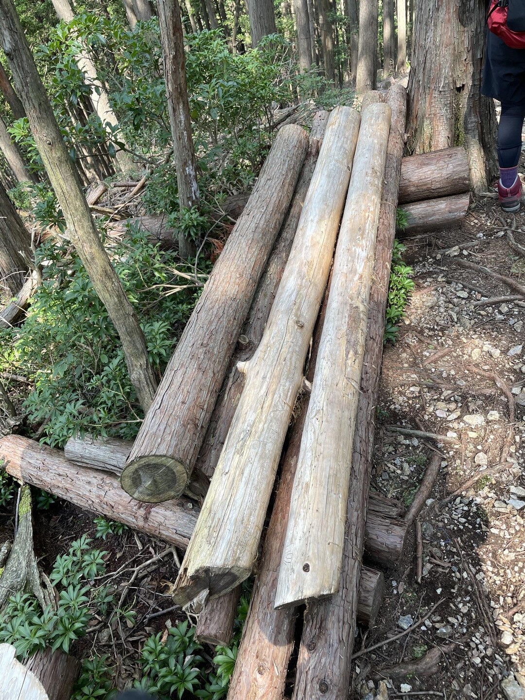 Mayuさんの投稿したフィールドメモ | YAMAP / ヤマップ