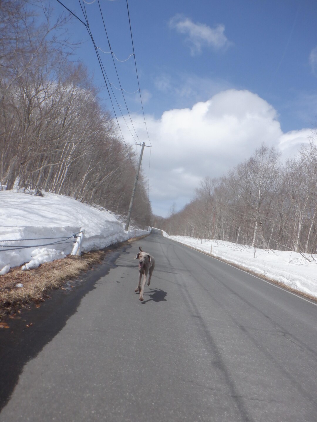 雪の中のまきば / 紫苑さんの岩手山・八幡平・安比高原 50km トレイルの活動データ | YAMAP / ヤマップ