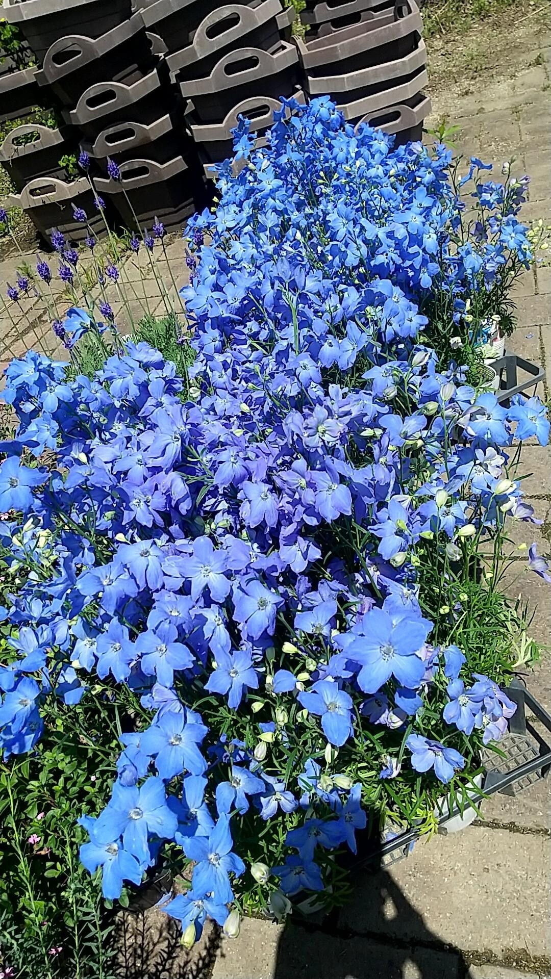 20240504_新神戸_裏山散歩2H / Nicky-Nickさんの六甲山・長峰山・摩耶山の活動データ | YAMAP / ヤマップ