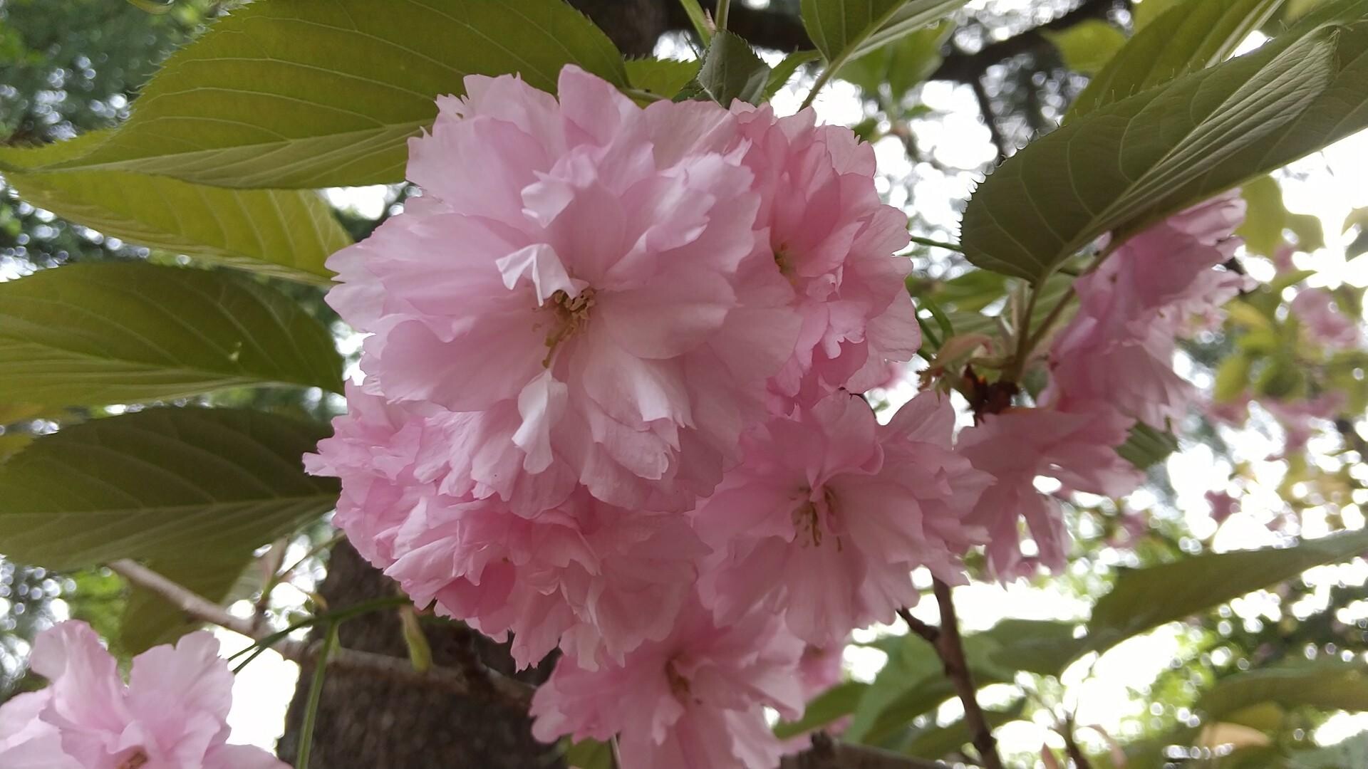 浅間山(水沢山) / J-taroさんの榛名山・天狗山・天目山の活動データ | YAMAP / ヤマップ