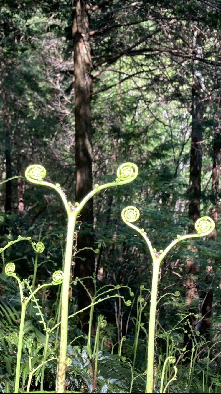 山歩 上り 千手寺さんからのBコース♪ ... / AOさんのモーメント | YAMAP / ヤマップ