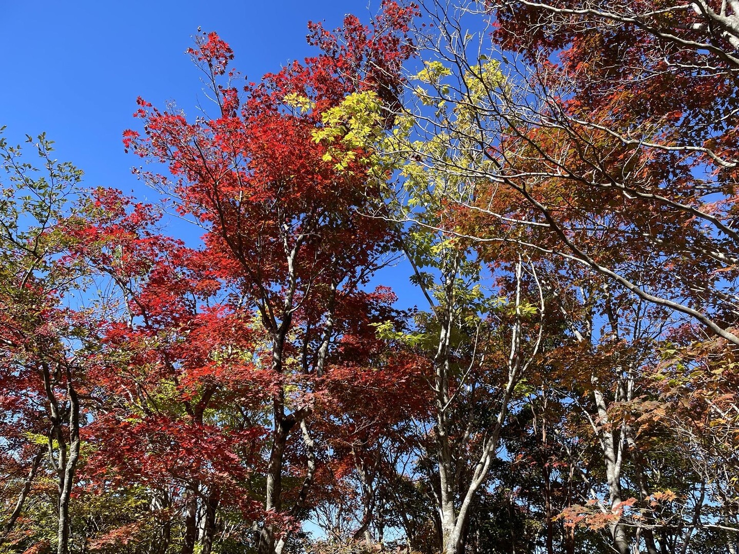 京丈山・茂見山・洞が岳 ︎ロングトレイル2日目 / AnKemiさんの京丈山・雁俣山の活動データ | YAMAP / ヤマップ