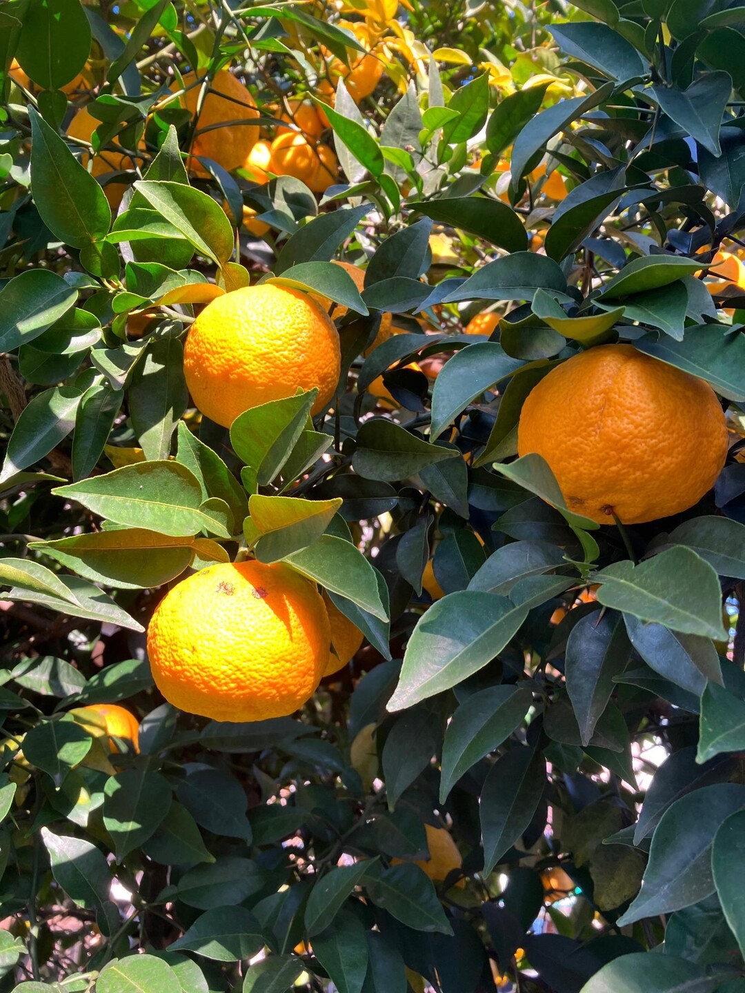 🌿AZUSA 🌸伍 🥾さんの投稿したフィールドメモ | YAMAP / ヤマップ