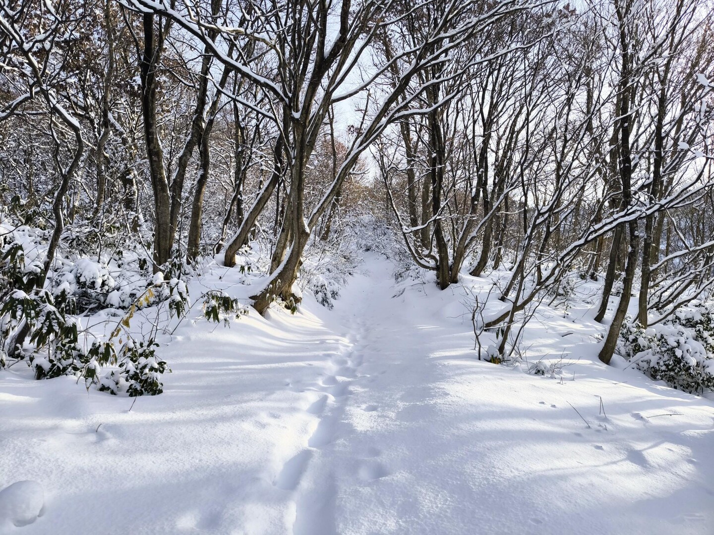 御堂山(雪で撤退)・後高山 / Housaさんの奥獅子吼山・口三方岳・烏帽子山の活動データ | YAMAP / ヤマップ