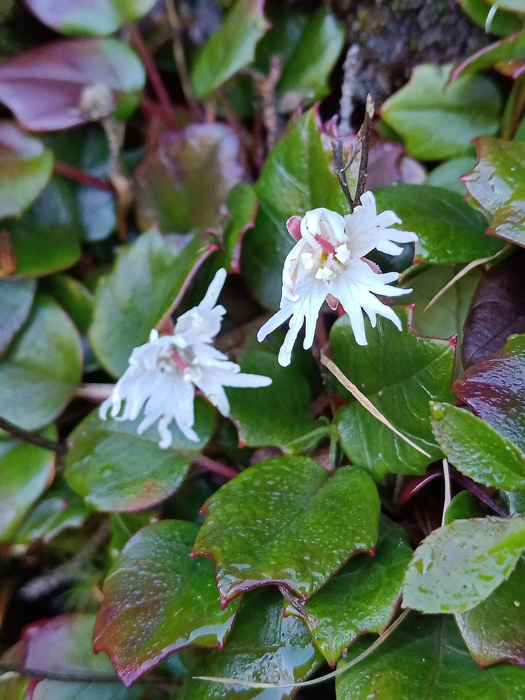 女峰山 / H.Kさんの女峰山・赤薙山・大真名子山の活動データ | YAMAP / ヤマップ
