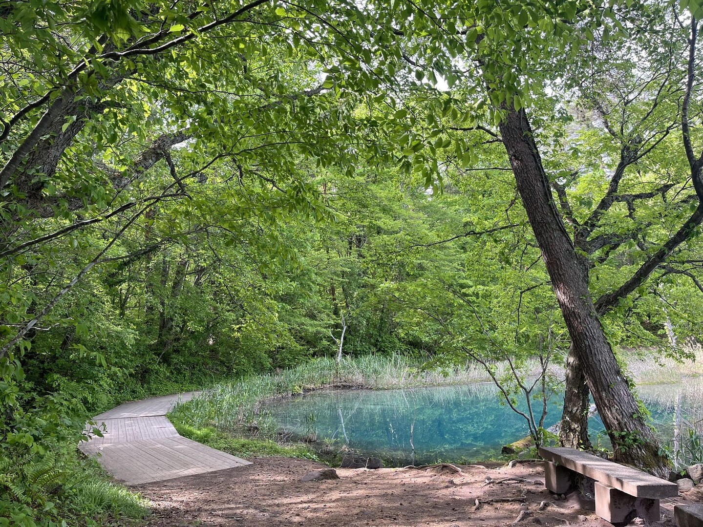 五色沼で沼散歩と福島観光🐾 / hachacha-umemeさんの磐梯山・雄国山・赤埴山の活動データ | YAMAP / ヤマップ
