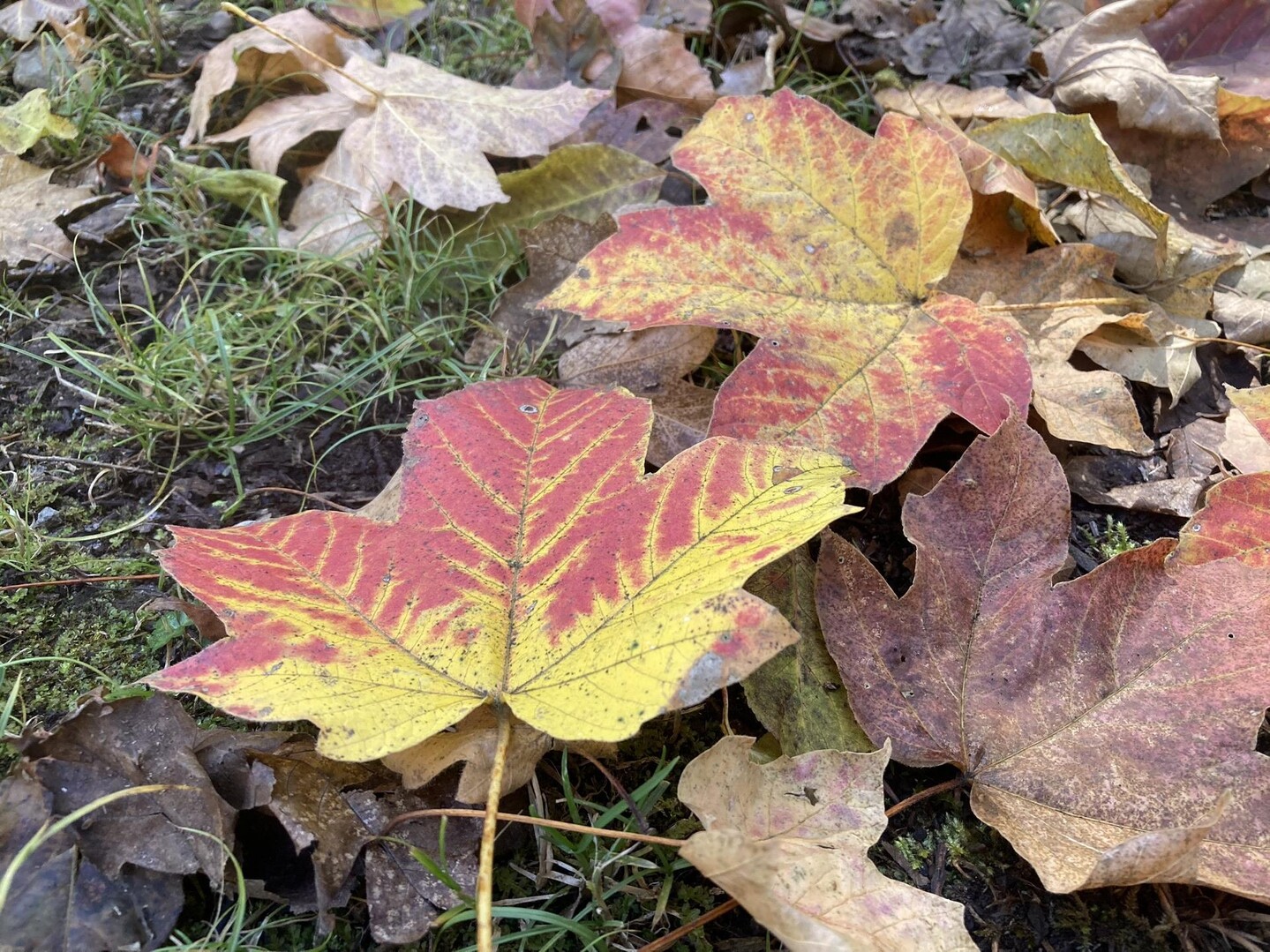 秋の🍁武甲山・小持山・大持山ついでに横倉山まで / KI KIさんの武甲山・伊豆ヶ岳・小持山の活動データ | YAMAP / ヤマップ