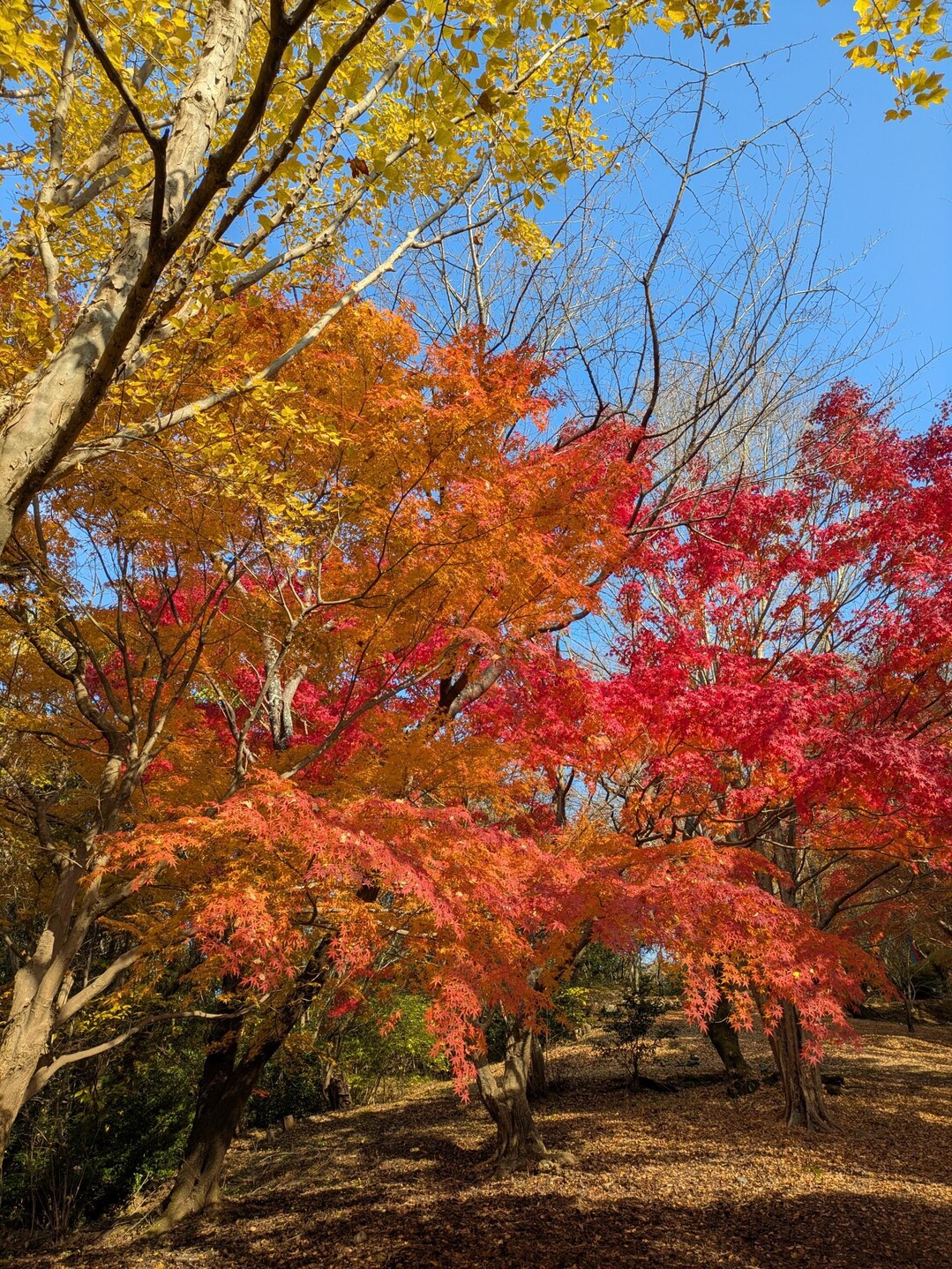 女山 / Dan爺さんの清水山・丸山・古僧都山の活動データ | YAMAP / ヤマップ