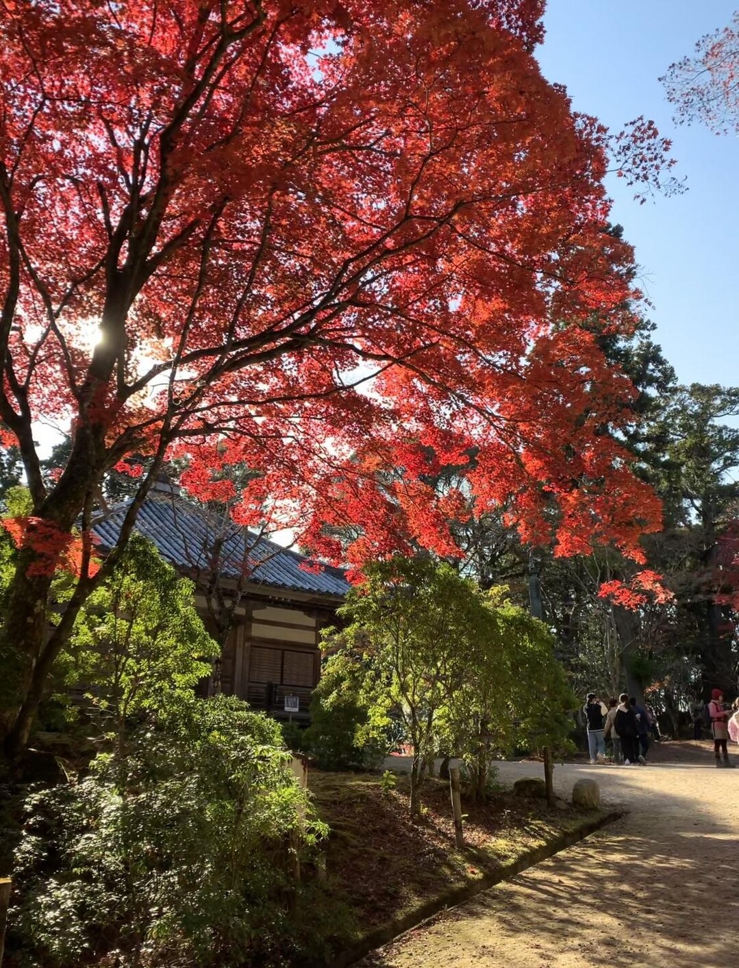 書写山 / YMO.Kさんの書写山・伊勢山・とんがり山の活動日記 | YAMAP / ヤマップ