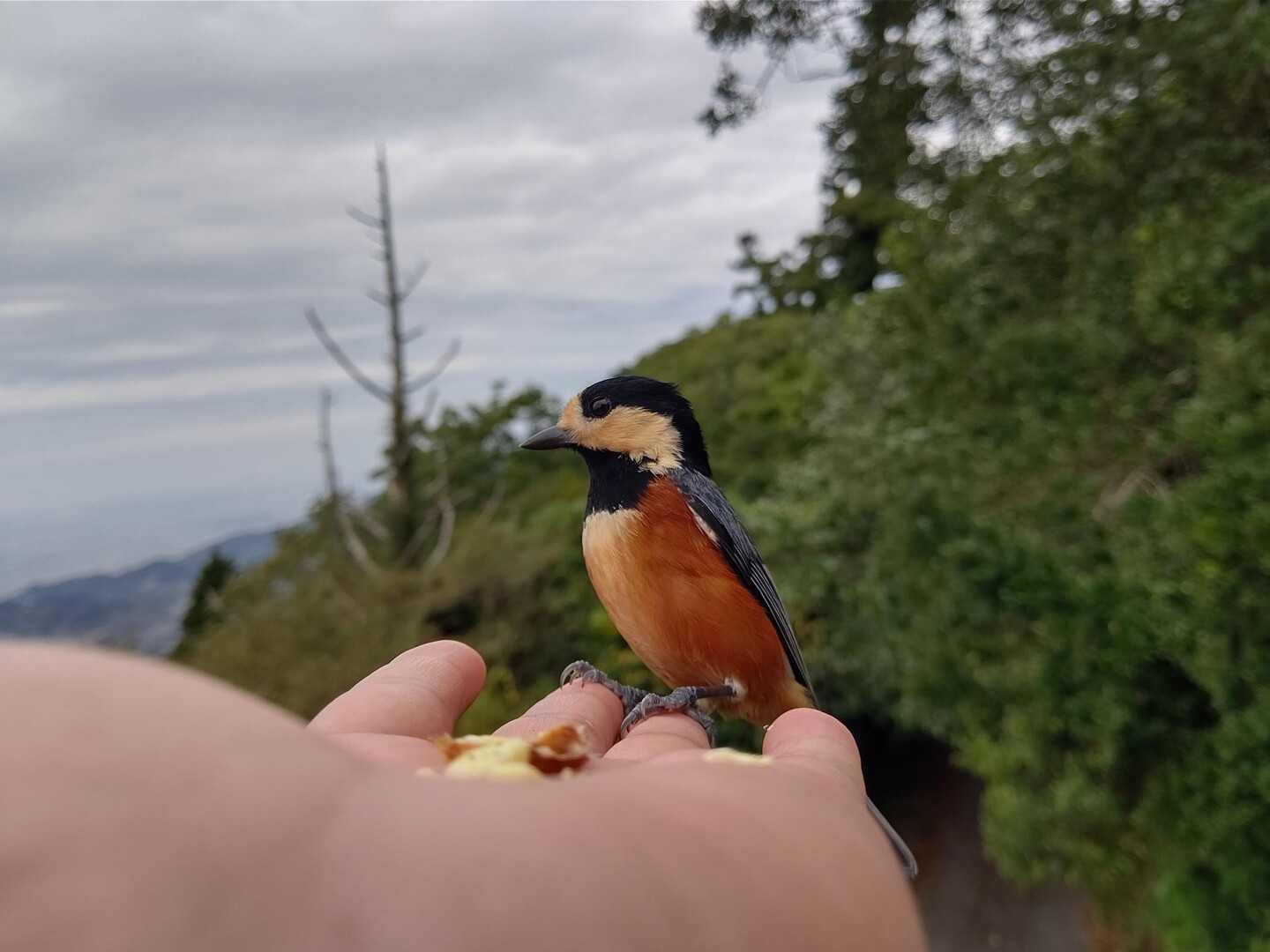 金峰山-2022-10-16 / nyさんの金峰山・二ノ岳・三ノ岳の活動データ | YAMAP / ヤマップ