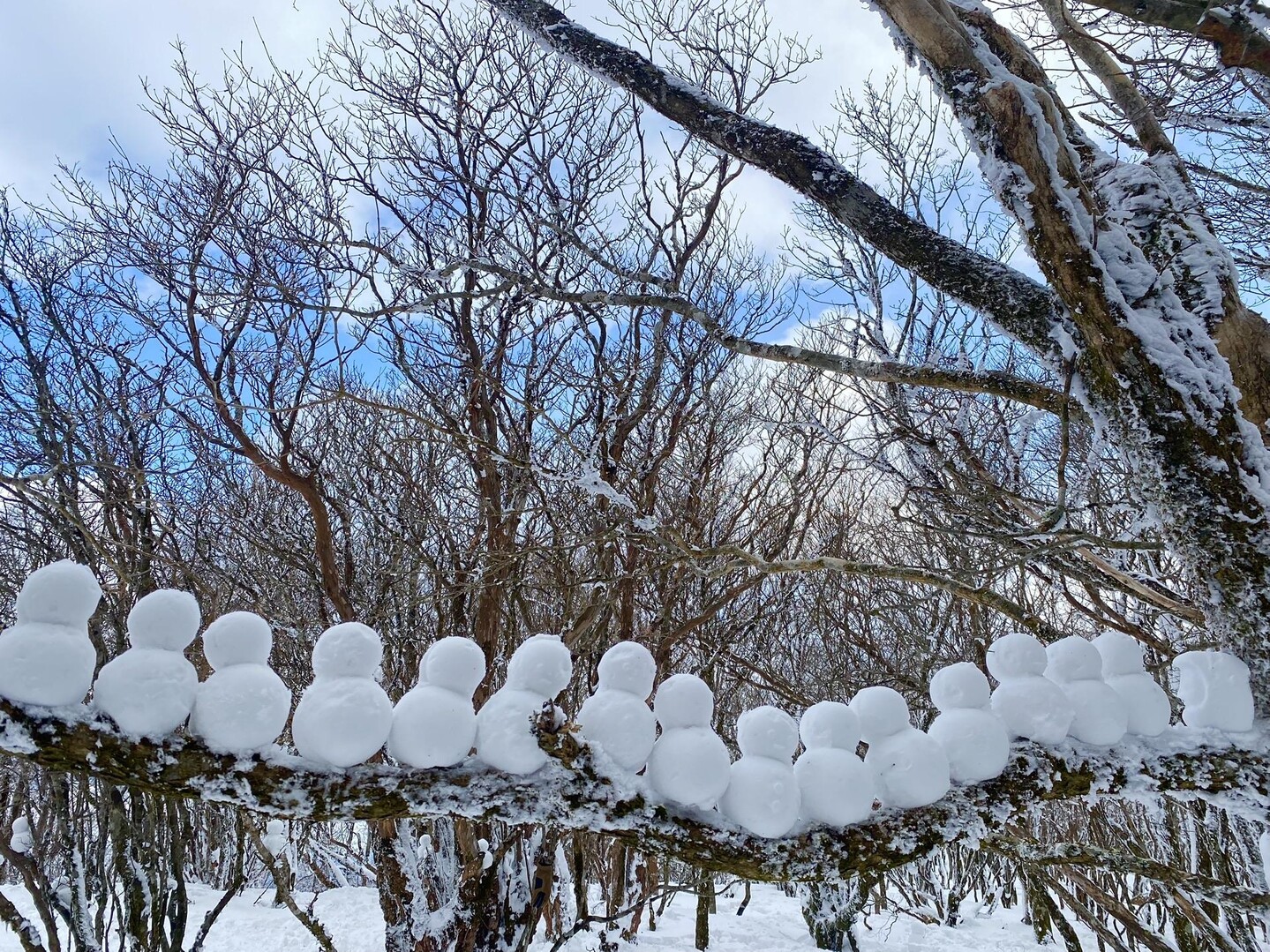 霧氷輝く 三峰山🏔️バスツアー / moco*さんの三峰山・学能堂山・栗ノ木岳の活動データ | YAMAP / ヤマップ